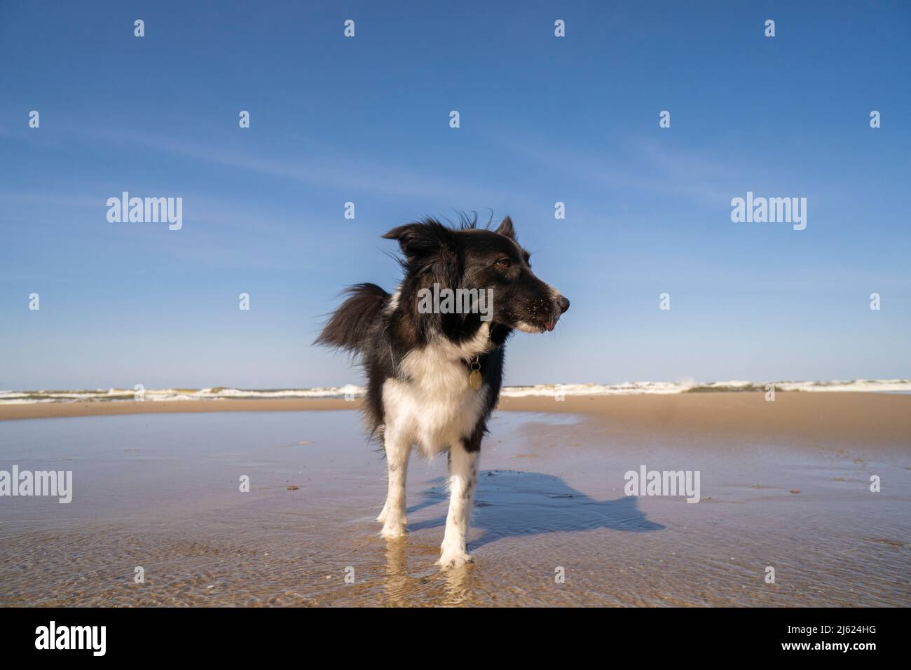 Border collie standing hi-res stock photography and images - Alamy