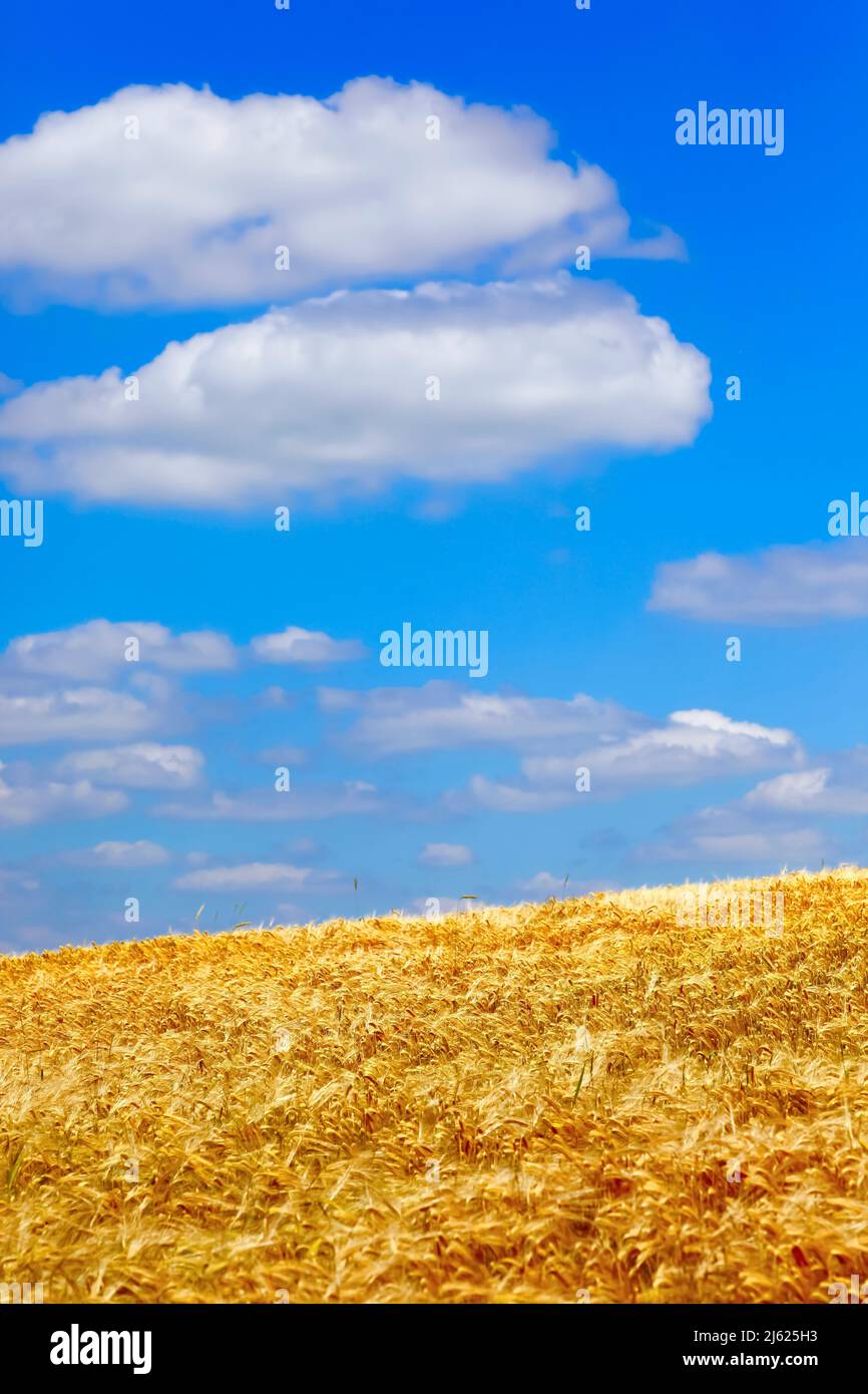 Floating wheat hi-res stock photography and images - Alamy