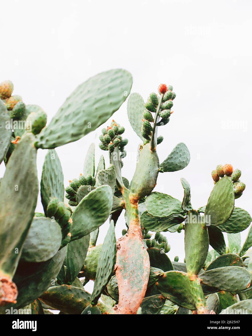 Cacti summer hi-res stock photography and images - Alamy