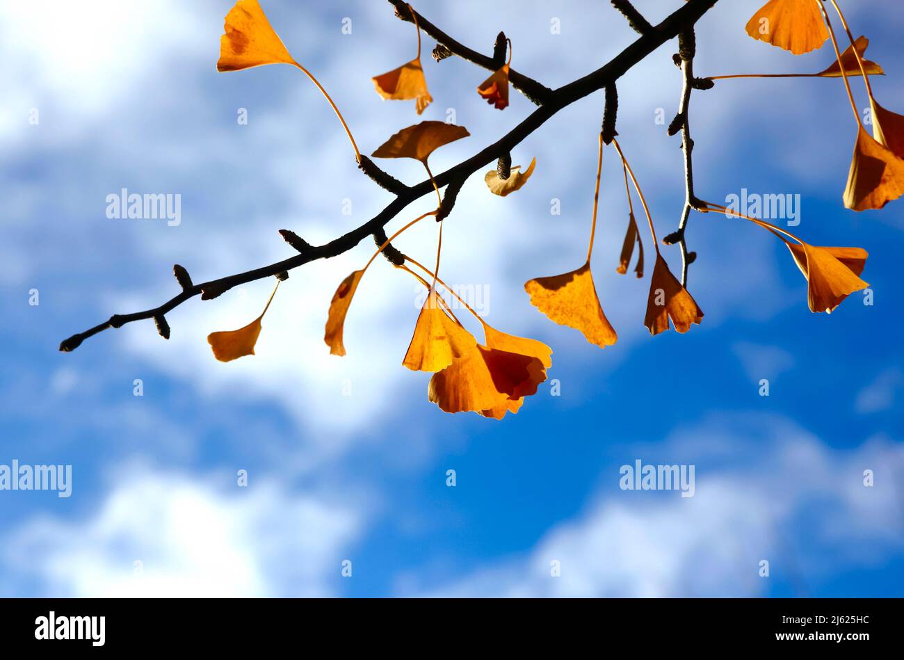 Ginkgo tree hi-res stock photography and images - Alamy