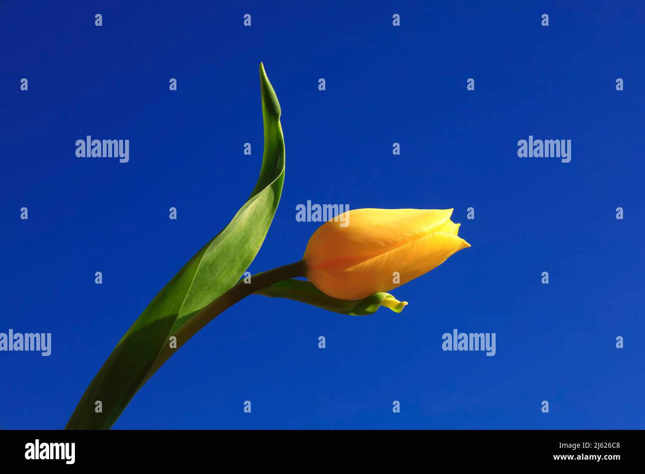 Single flower against blue sky hi-res stock photography and images - Alamy