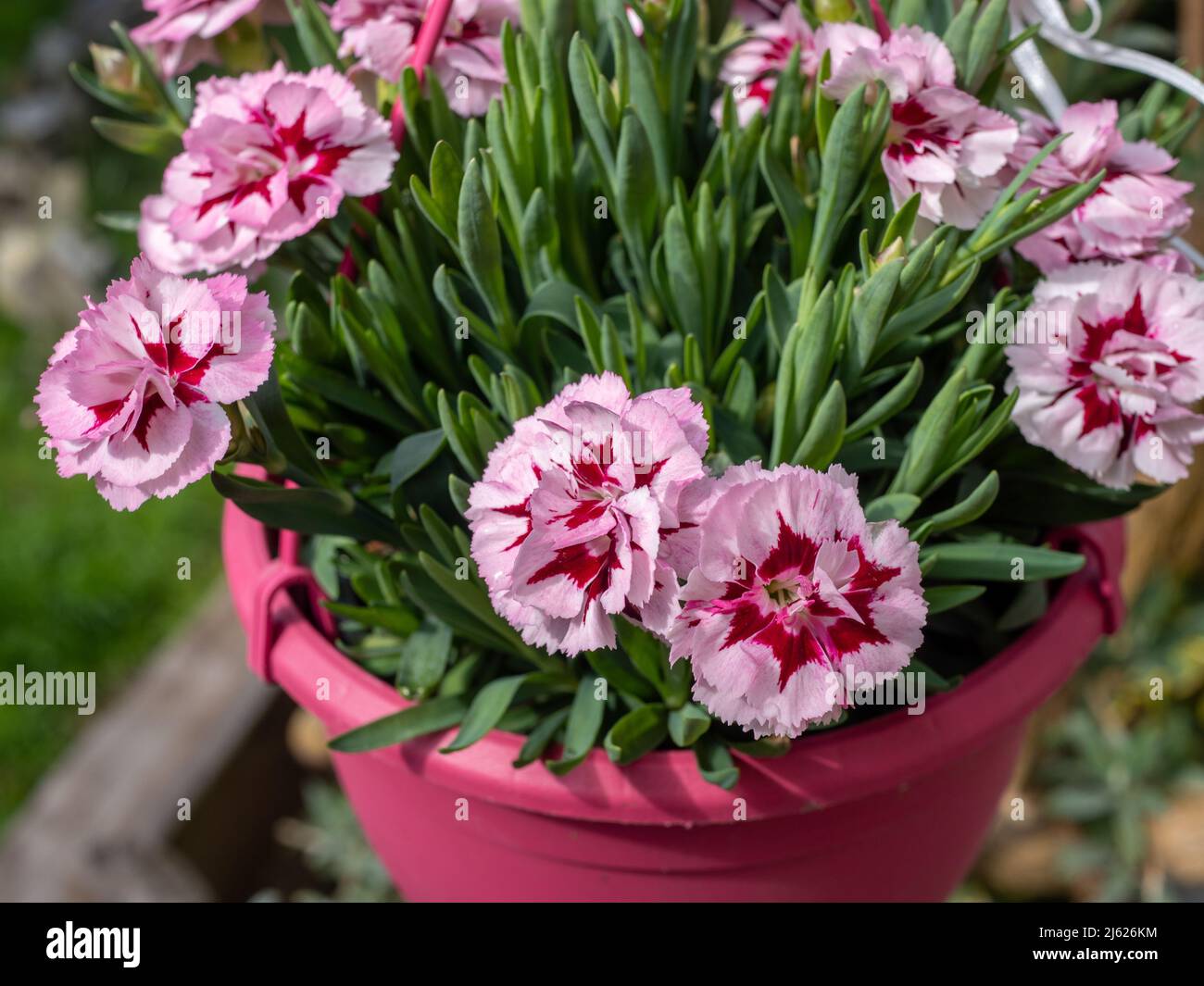 Carnation trailing plant flowers in the garden Stock Photo - Alamy