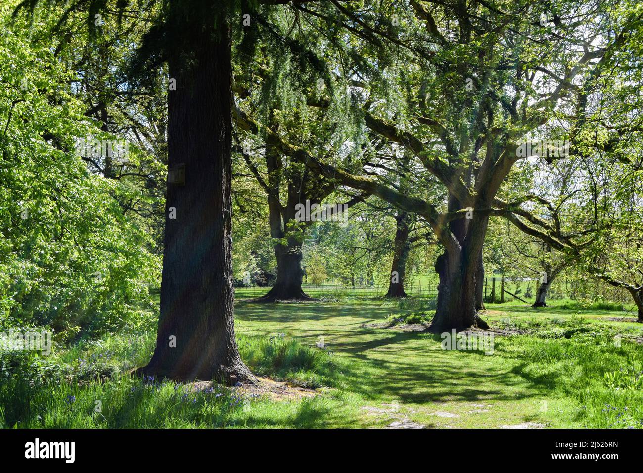 through the trees Stock Photo - Alamy