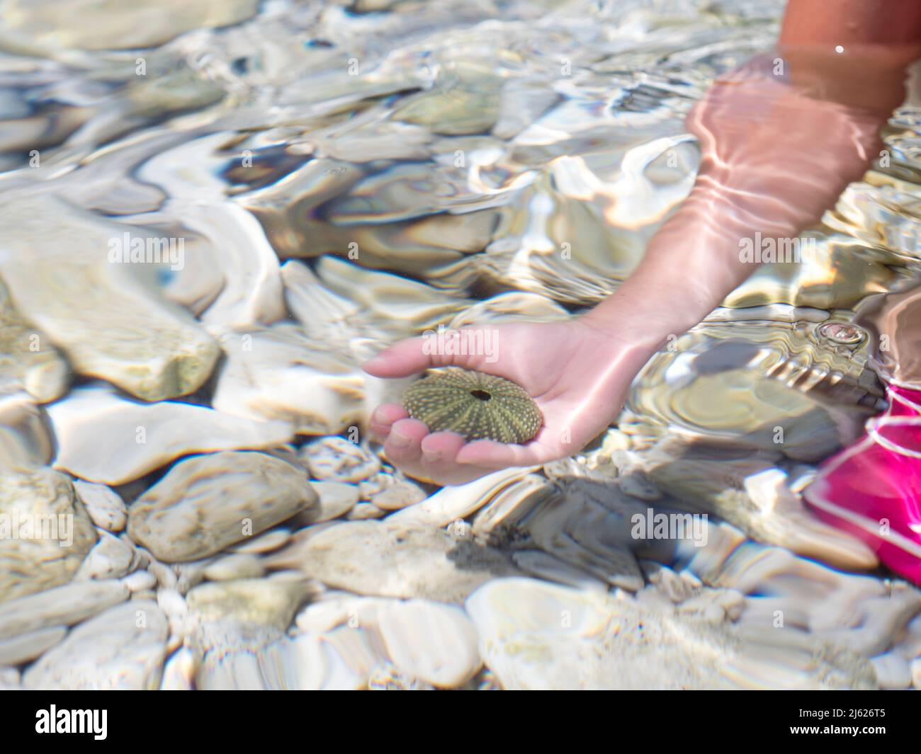hand holding natural sea urchin shell under water; holiday close to ...