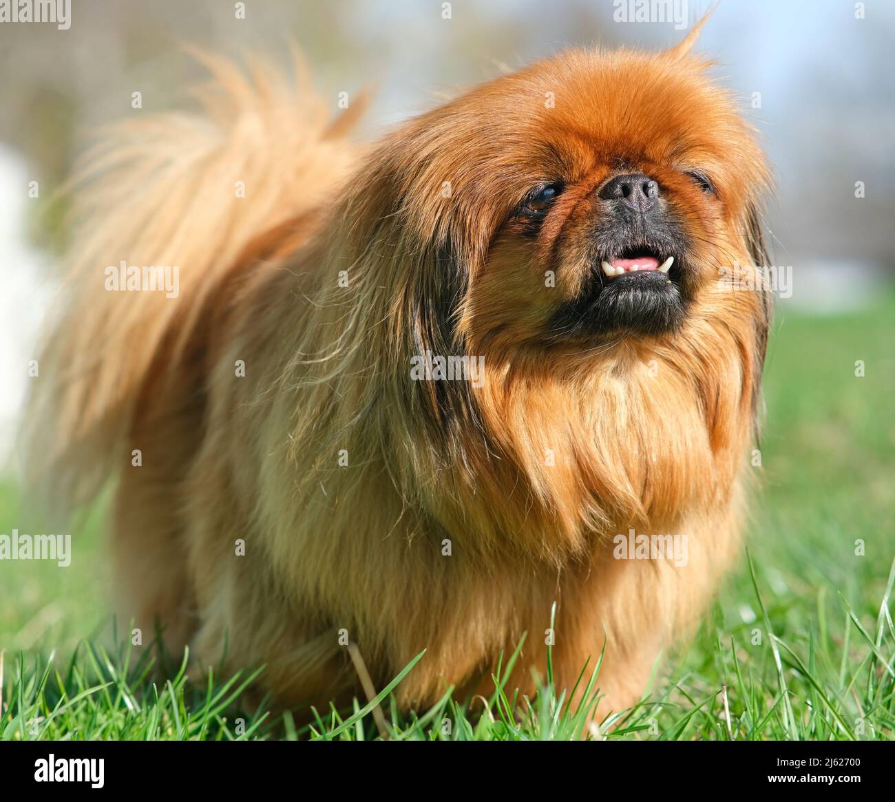 Dog breed Pekingese on a green grass. Shaggy elderly Pekingese red ...