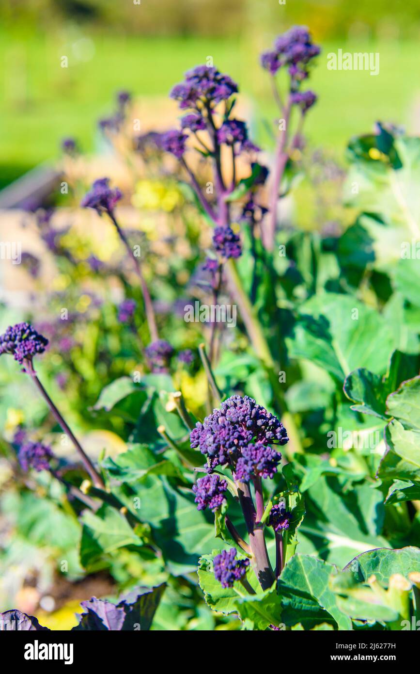 Purple sprouting broccoli growing in a garden hi-res stock photography ...