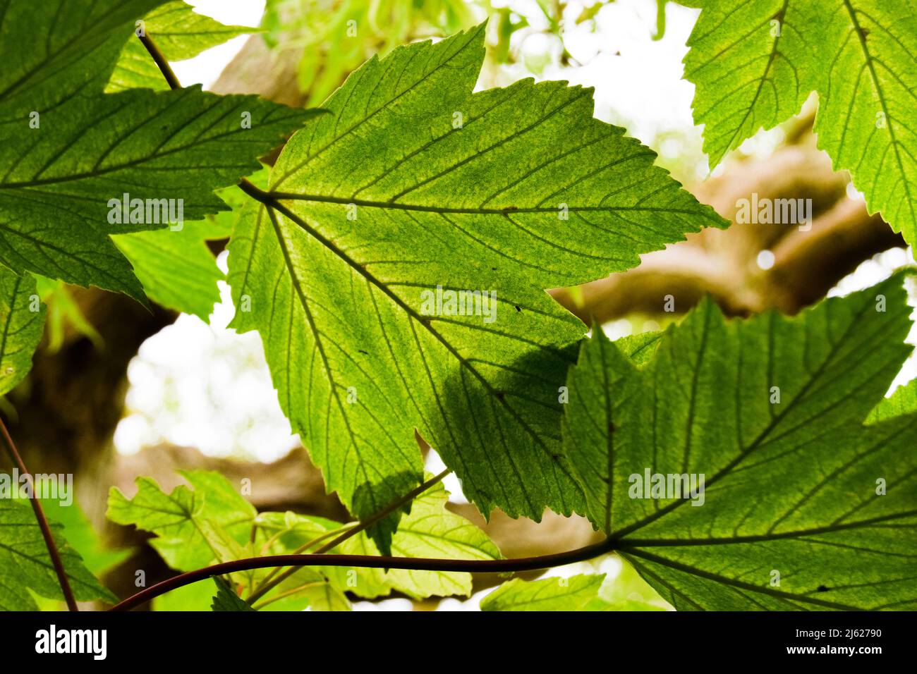 light through the leafs Stock Photo - Alamy