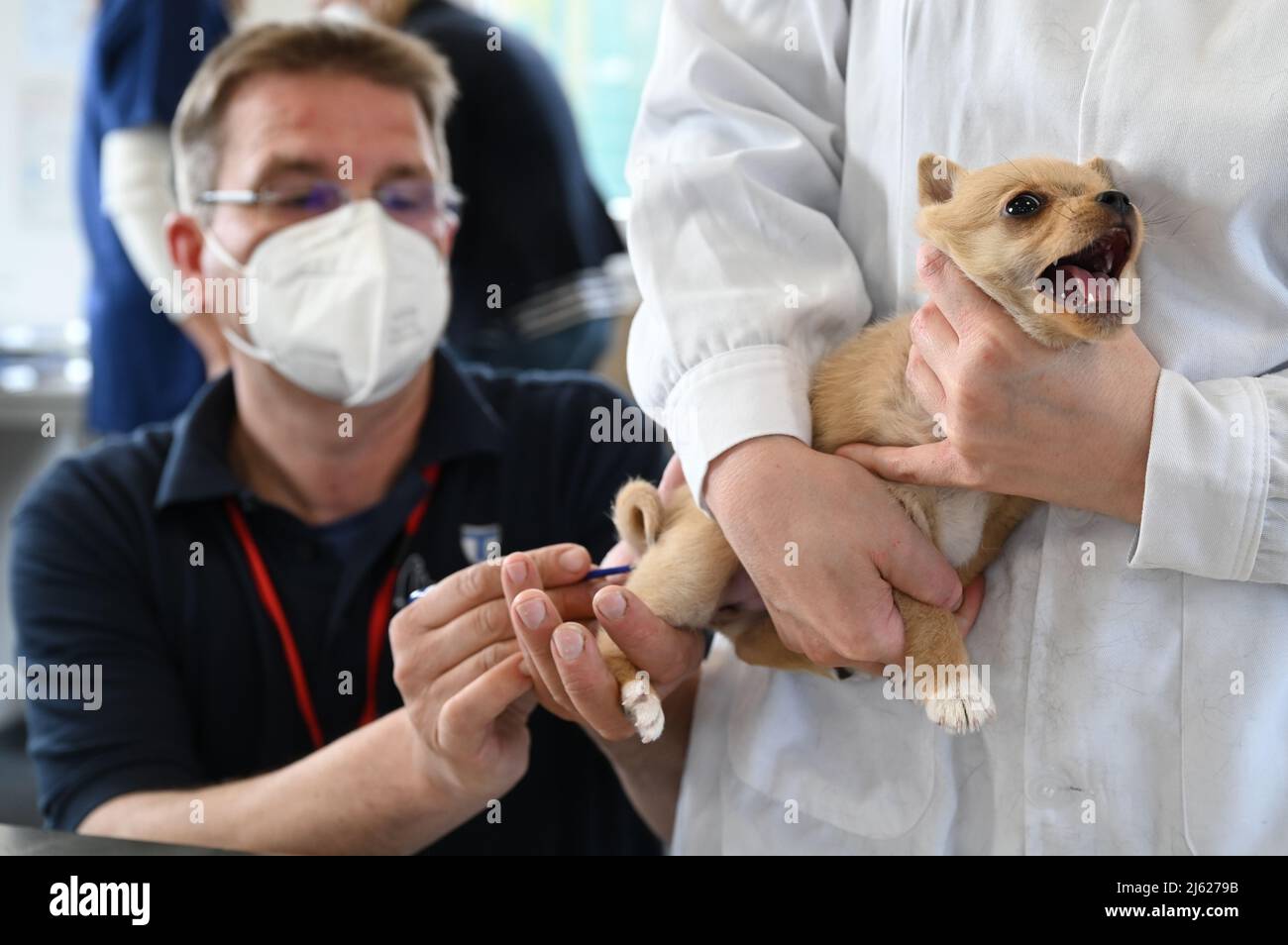 Veterinary fish hi-res stock photography and images - Alamy