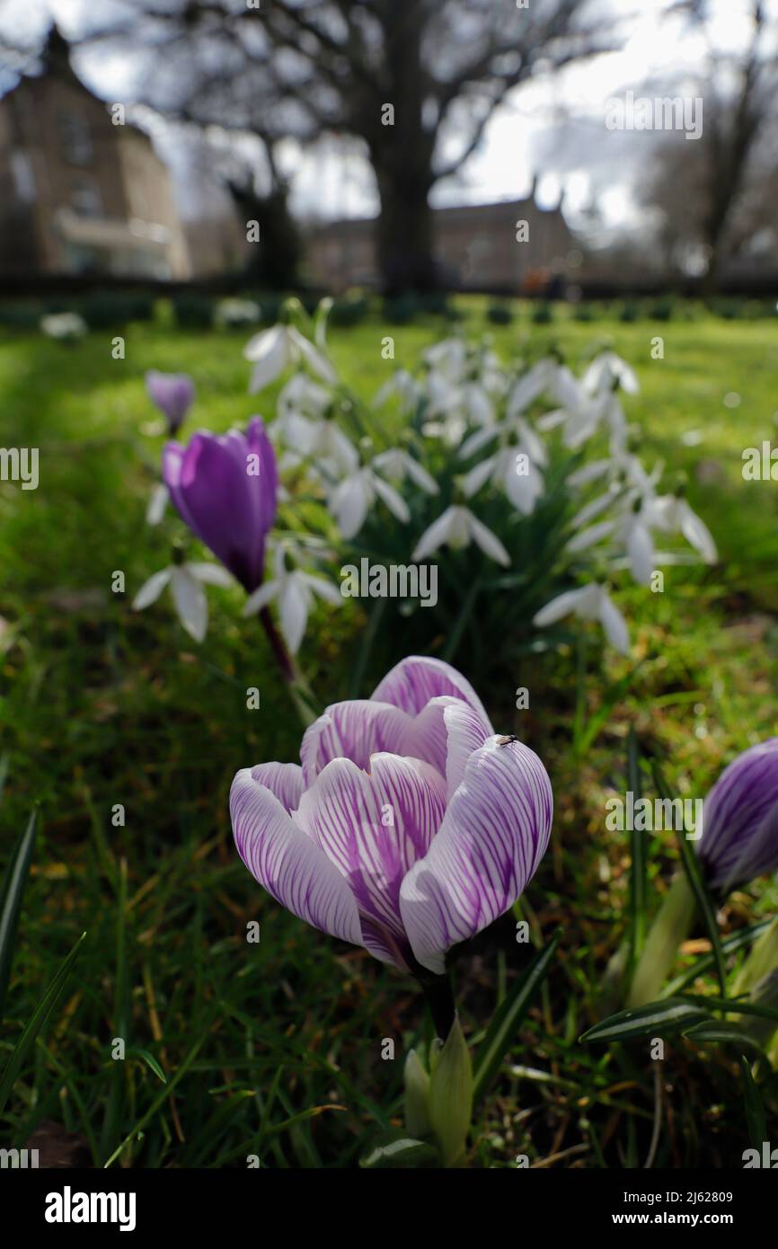 Purple crocus flowers in bloom UK Stock Photo - Alamy