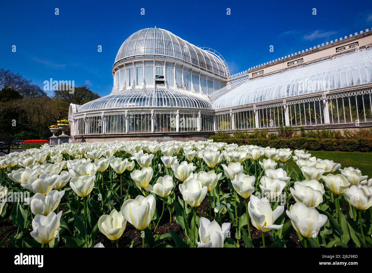 White Tulips in the grounds of Botanic Gardens with Charles Lanyon's ...