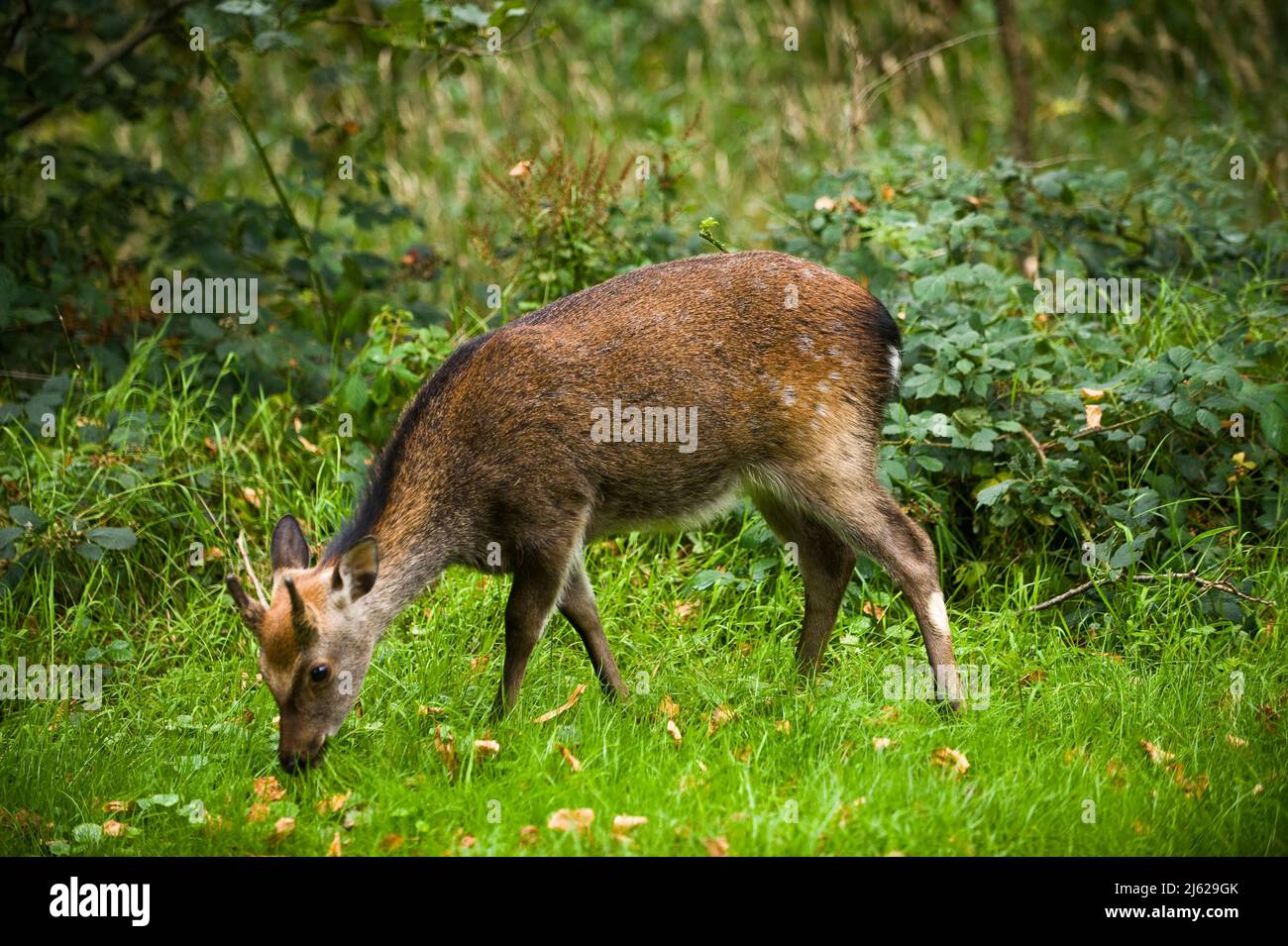 A young deer in Killarney National Park, Ross Castle, County Kerry ...