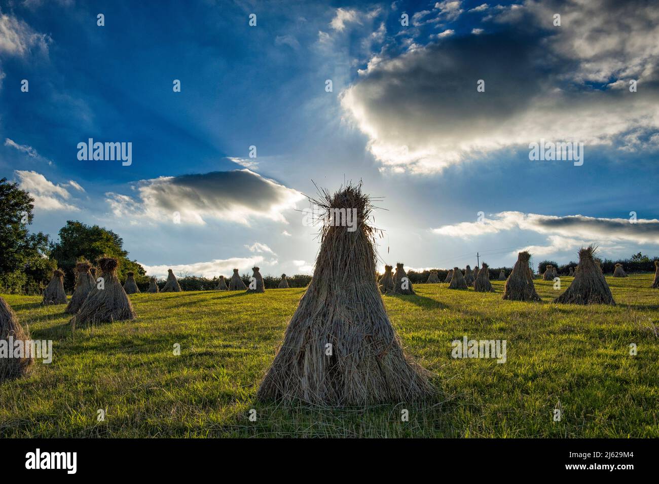 Hay stooks hi-res stock photography and images - Alamy