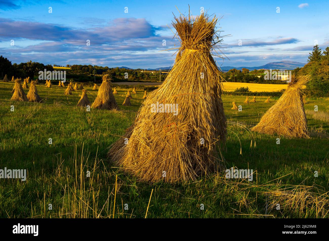 Hay stooks hi-res stock photography and images - Alamy