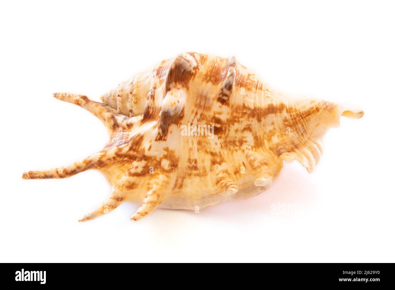 sea shell isolated on white background Stock Photo - Alamy