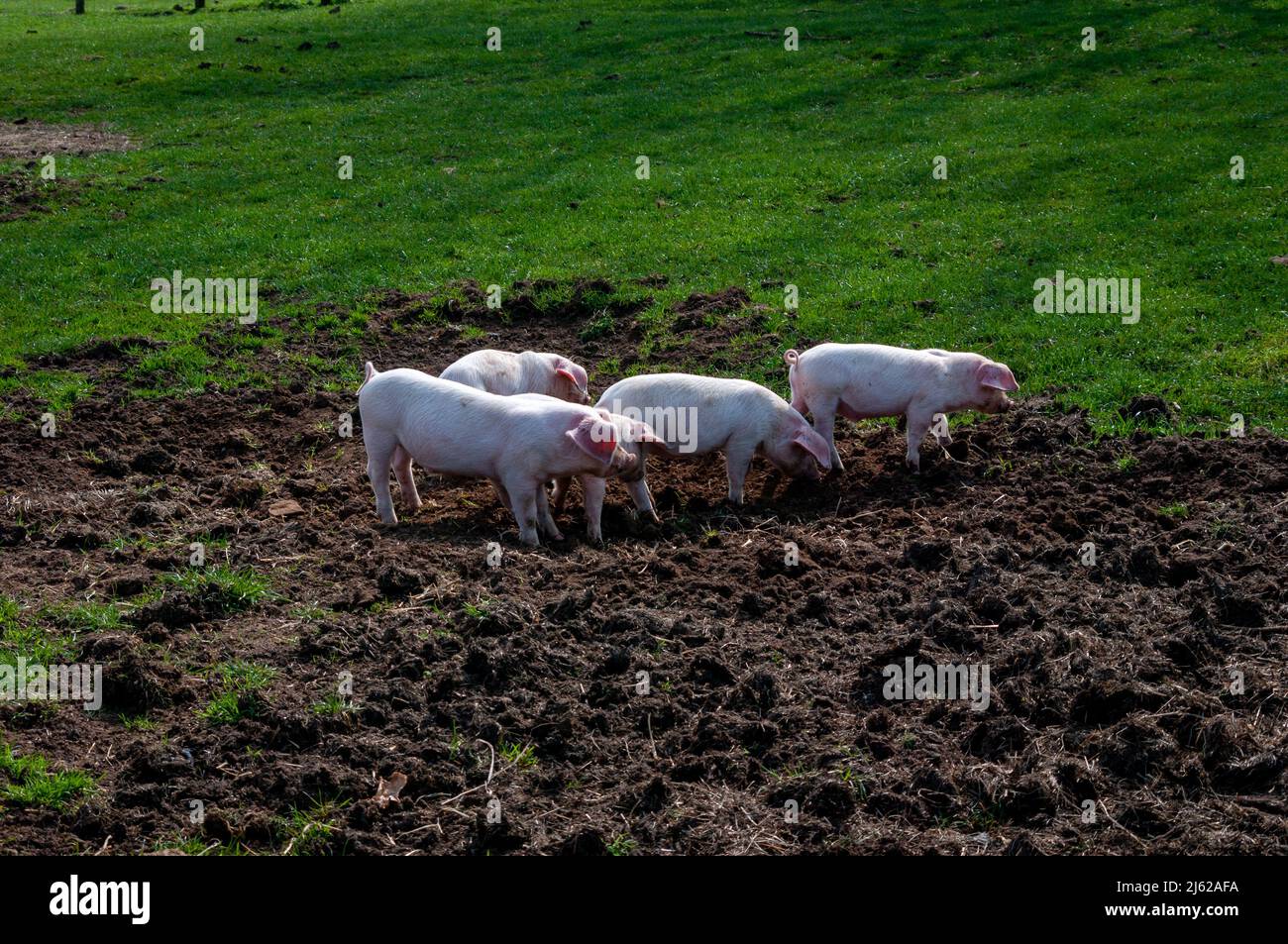 Large White piglets rooting in the soil outoors. Lush grass and bare ...
