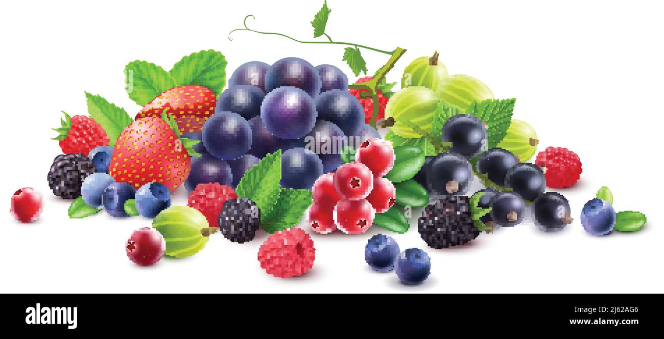 Ripe Berries Template with grape gooseberry strawberry blackberry ...
