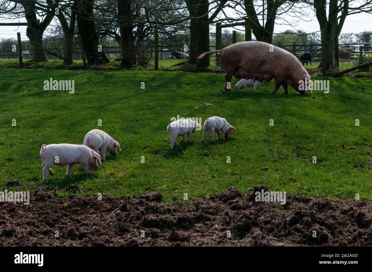 Four young large white piglets approach the sow in an outdoor field ...