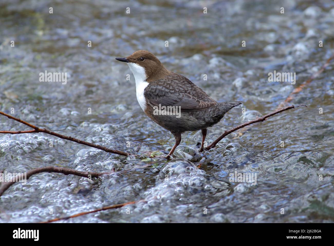 Dipper breeding season hi-res stock photography and images - Alamy