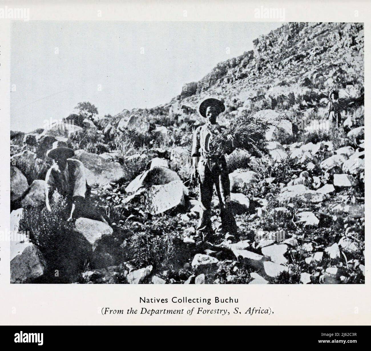 Natives Collecting Buchu South Africa. Agathosma is a genus of about ...