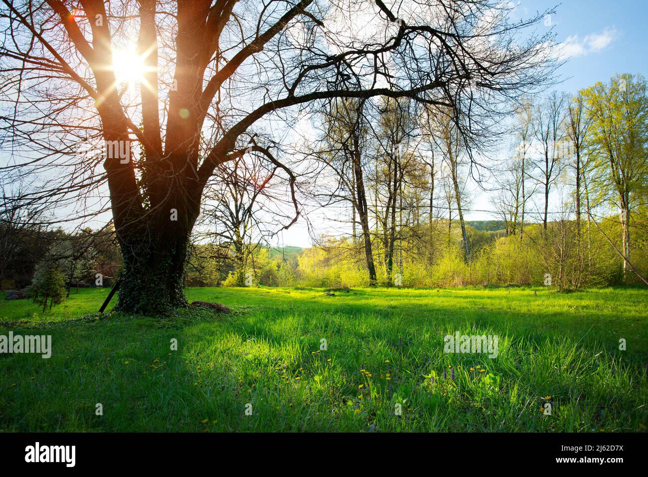 Abstract sunny beautiful spring hi-res stock photography and images - Alamy