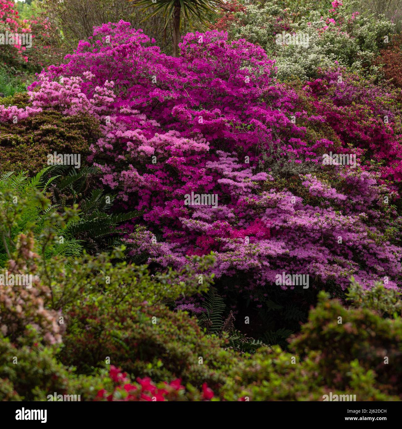 Garden with blooming trees during spring time Stock Photo - Alamy