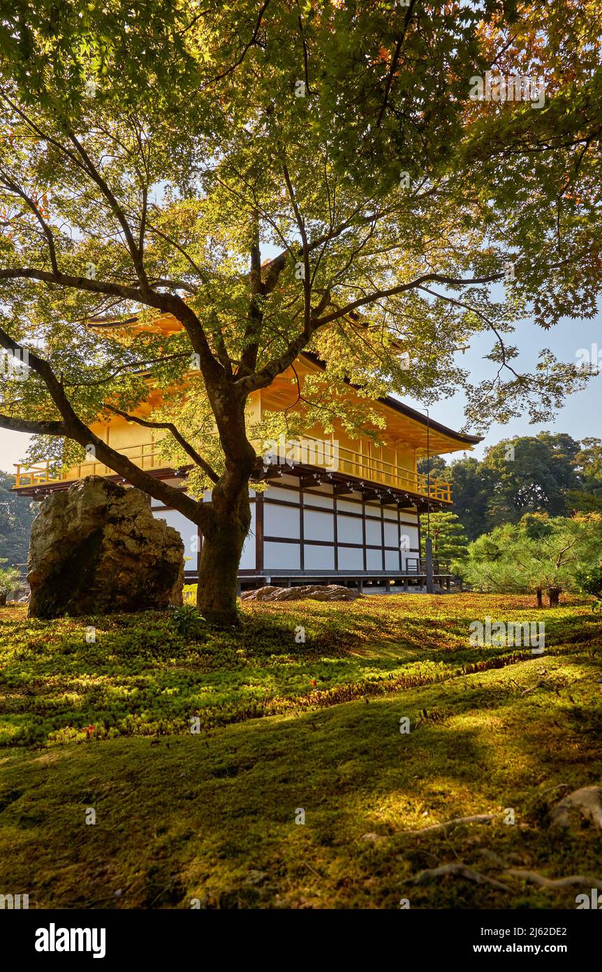 The view of Japanese maple tree in the park of Rokuon-ji temple covered ...