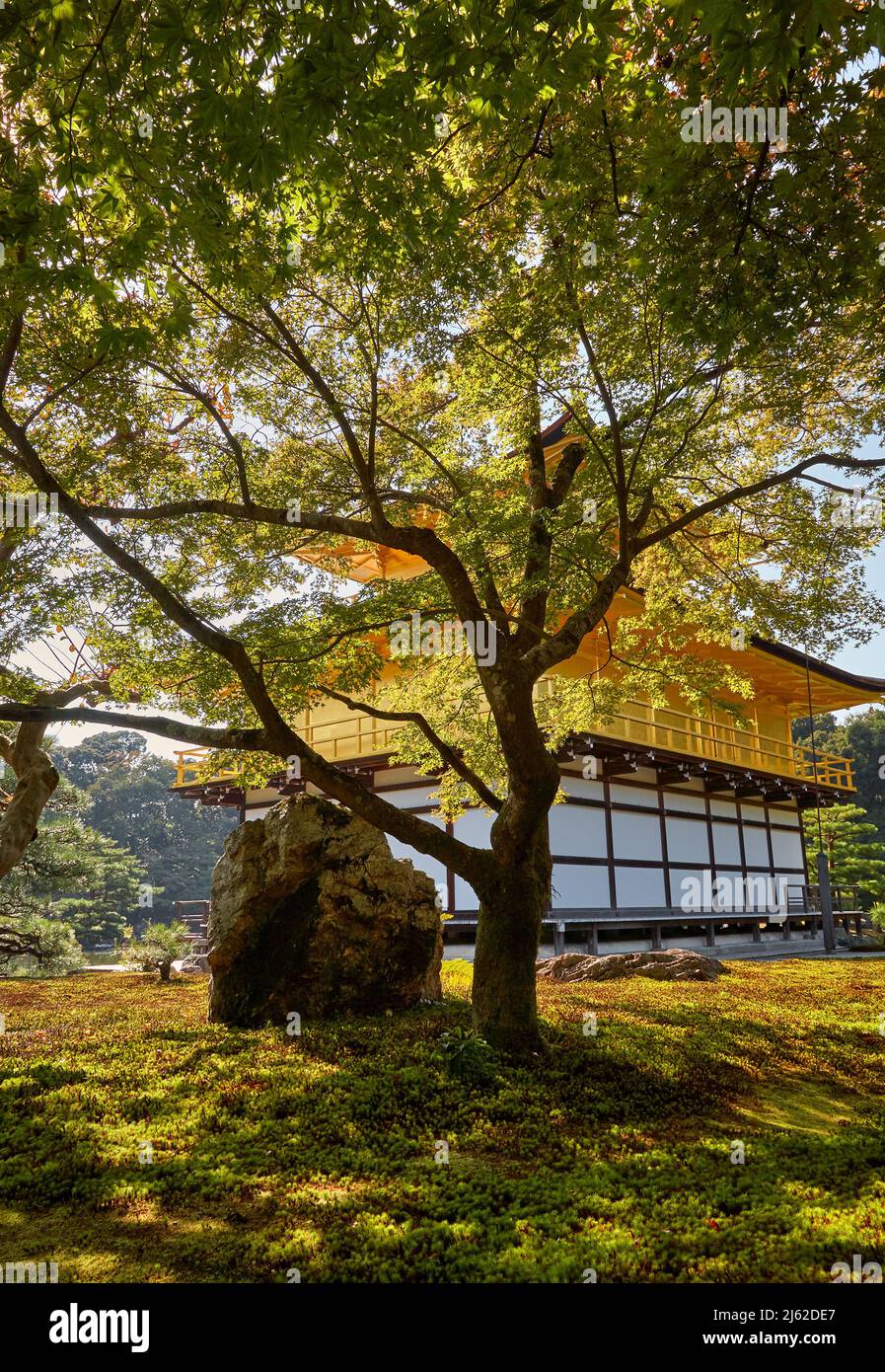 The view of Japanese maple tree in the park of Rokuon-ji temple covered ...