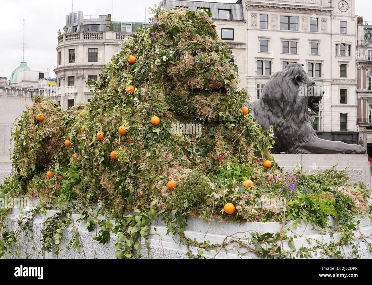 Trafalgar Square in central London is covered in plants and flowers at ...