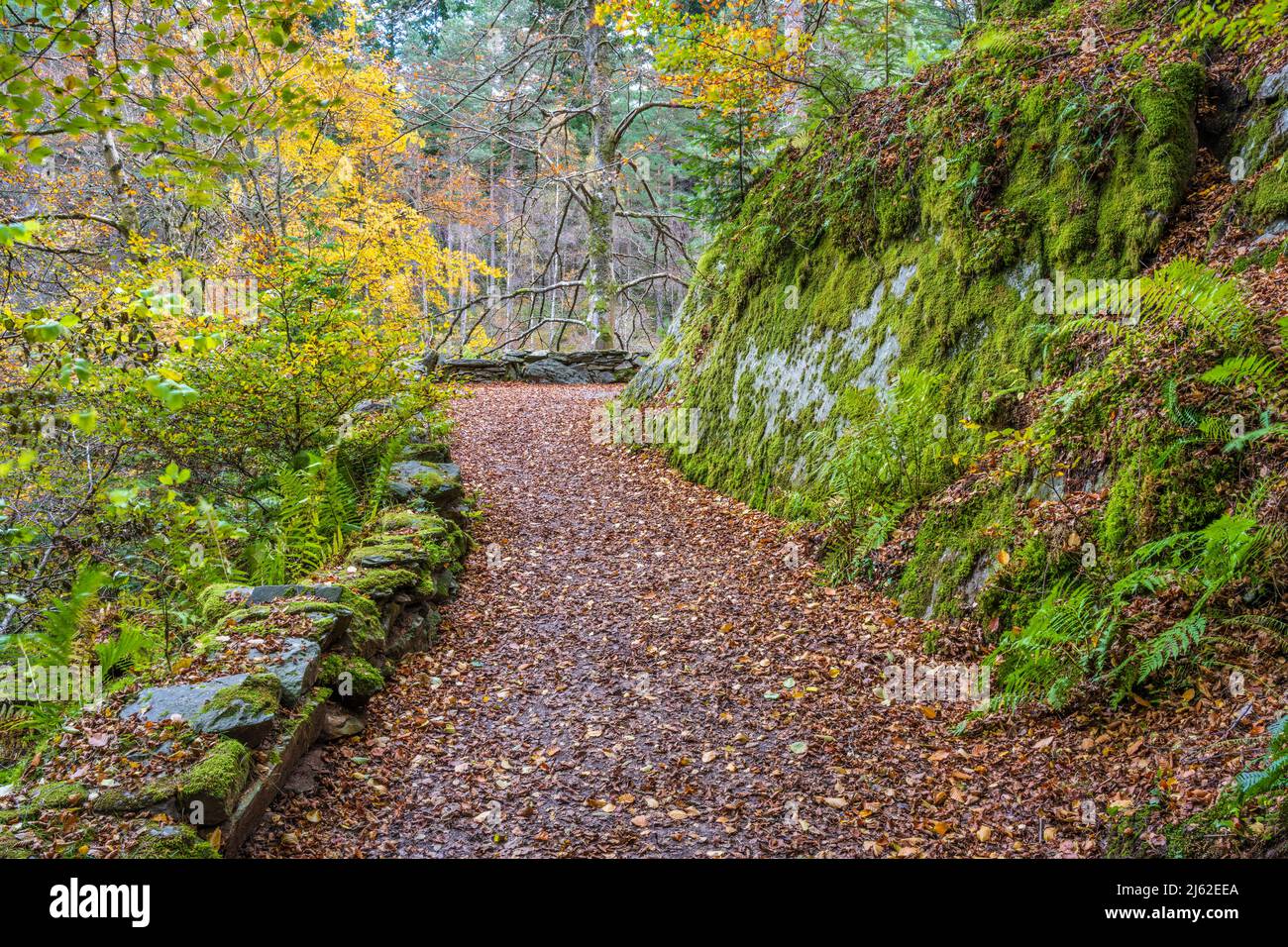 Woods forest path autumn walk hi-res stock photography and images - Alamy