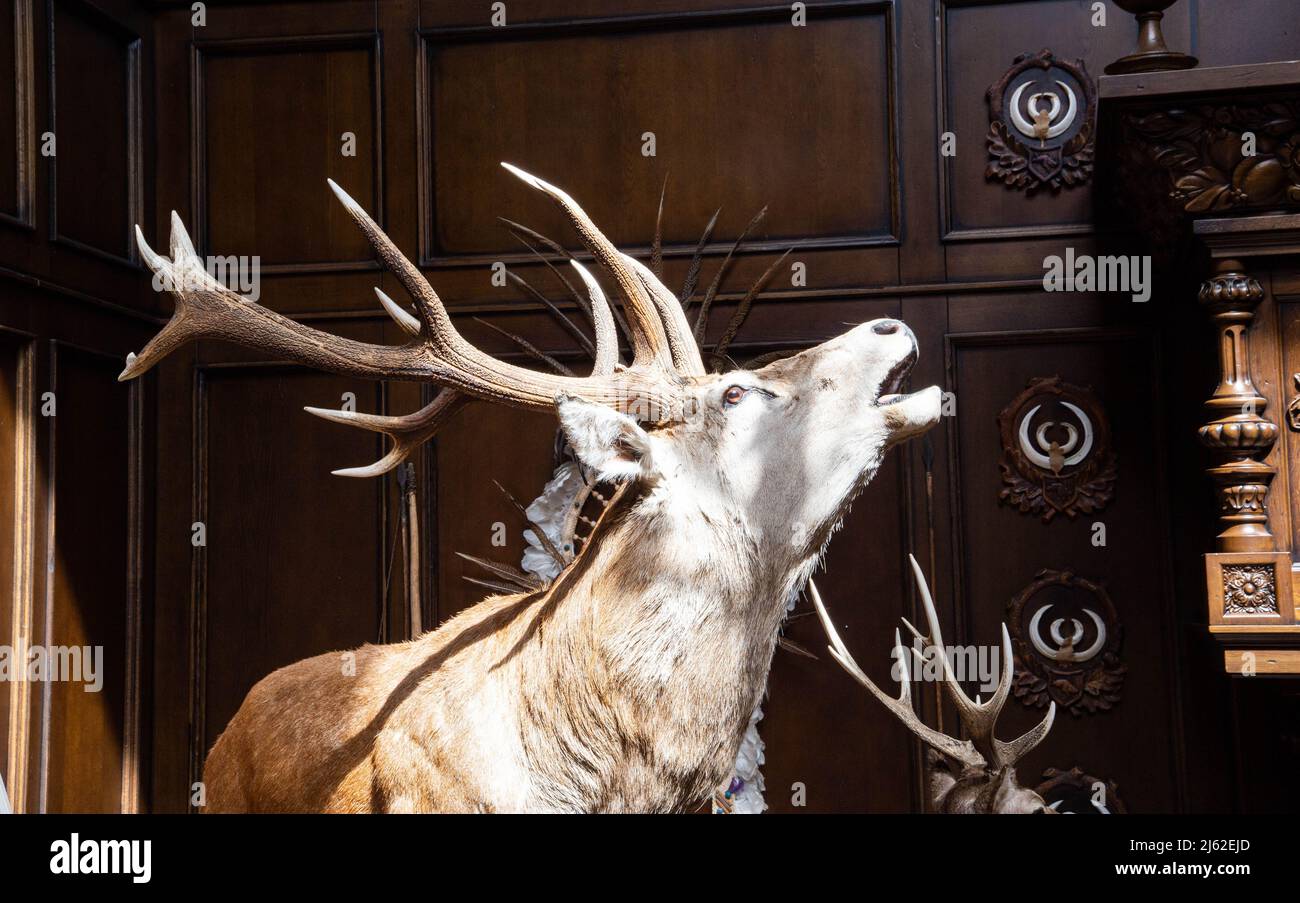 Stuffed brown deer with large antlers, decoration Stock Photo - Alamy
