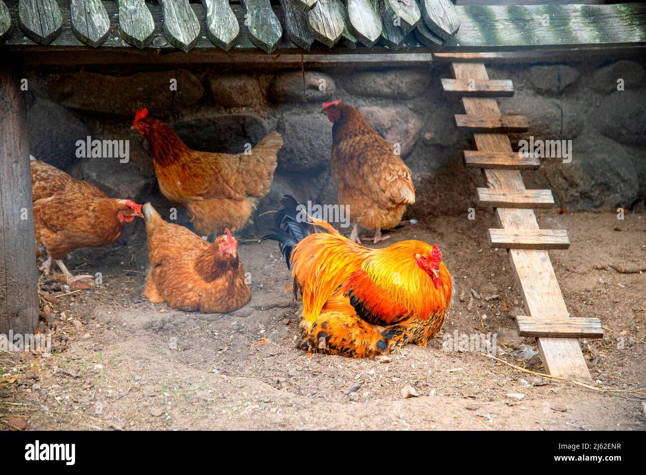 Beautiful orange rooster and brown chickens in a home chicken coop ...
