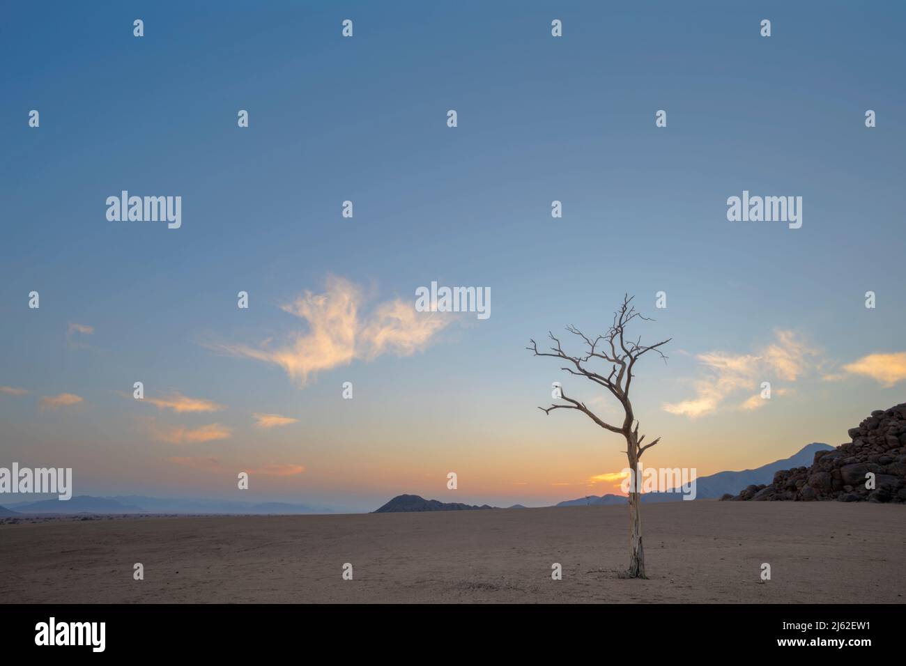 Dead camelthorn tree in arid Namib Desert Namibia Stock Photo - Alamy