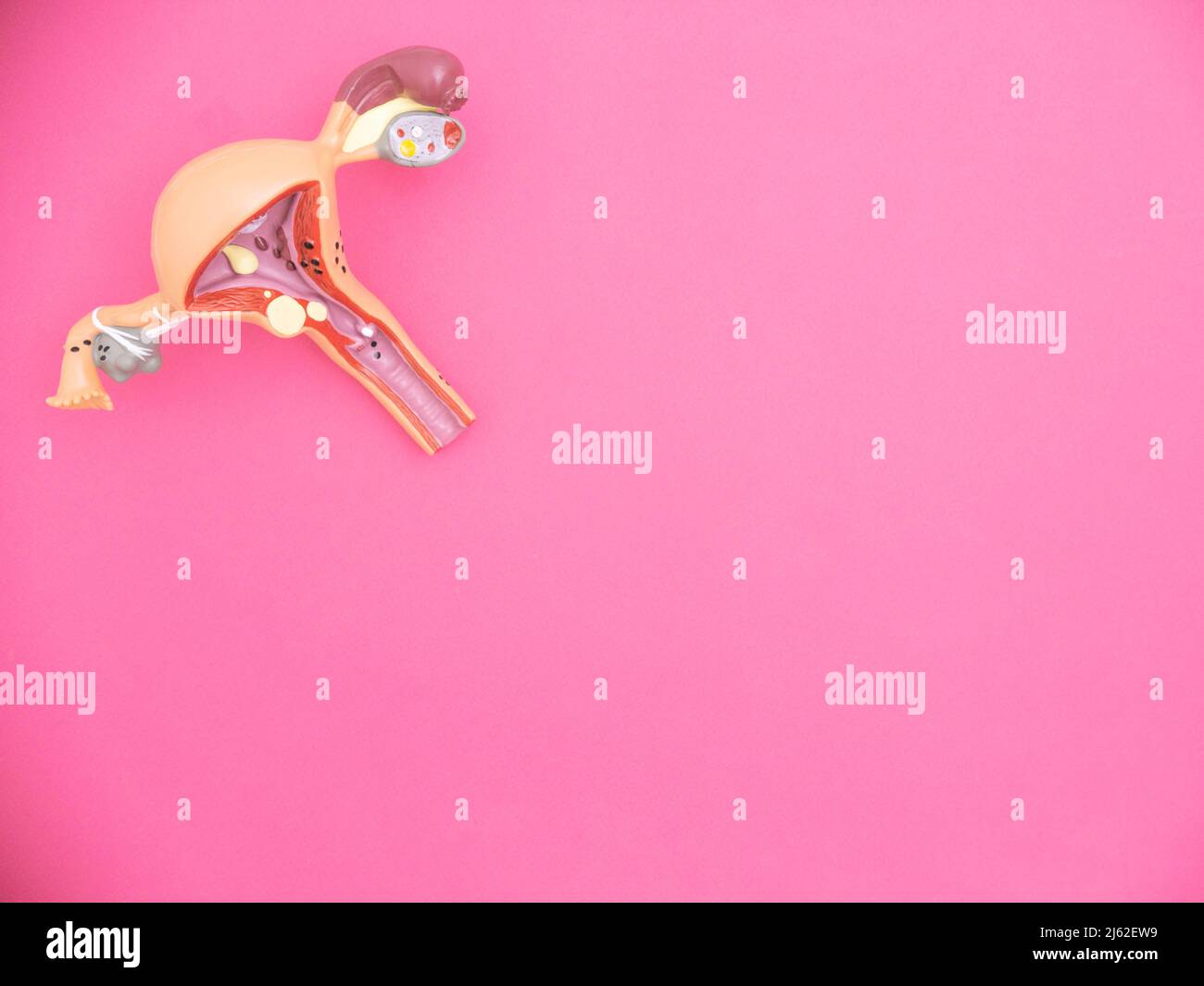 Layout of the female reproductive system on a pink background. Concept ...