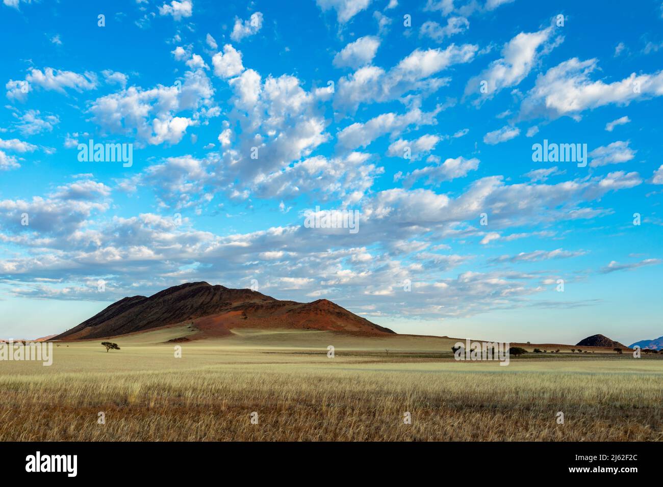 Yellow dry grass and white clouds in Namib Desert after good rain ...