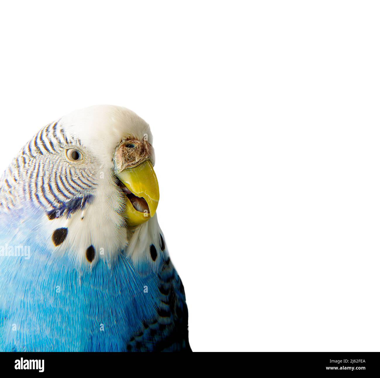 Portrait. A sick bird. The muzzle of a budgie on a white background ...