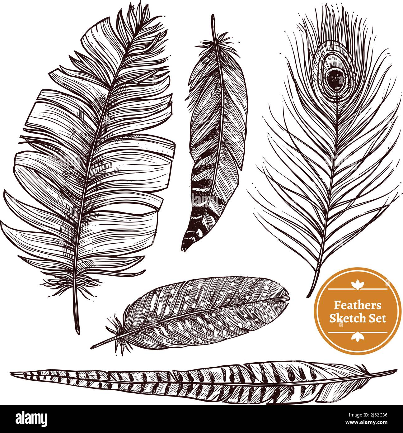 Hand drawn feathers set of different bird plumes on white background ...