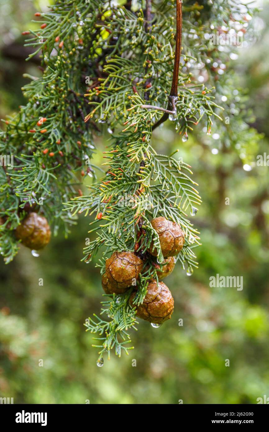 Cypress cone hi-res stock photography and images - Alamy