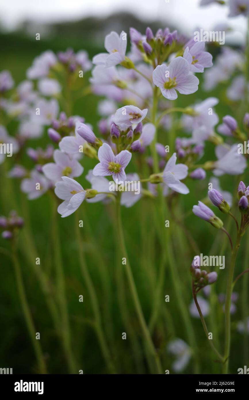 Cuckoo flower leaf hi-res stock photography and images - Alamy