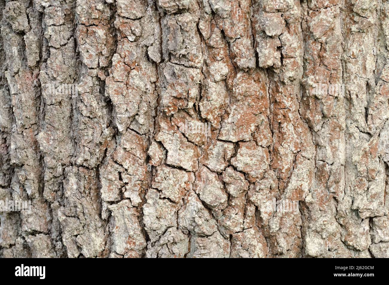 Oak bark patterns hi-res stock photography and images - Alamy