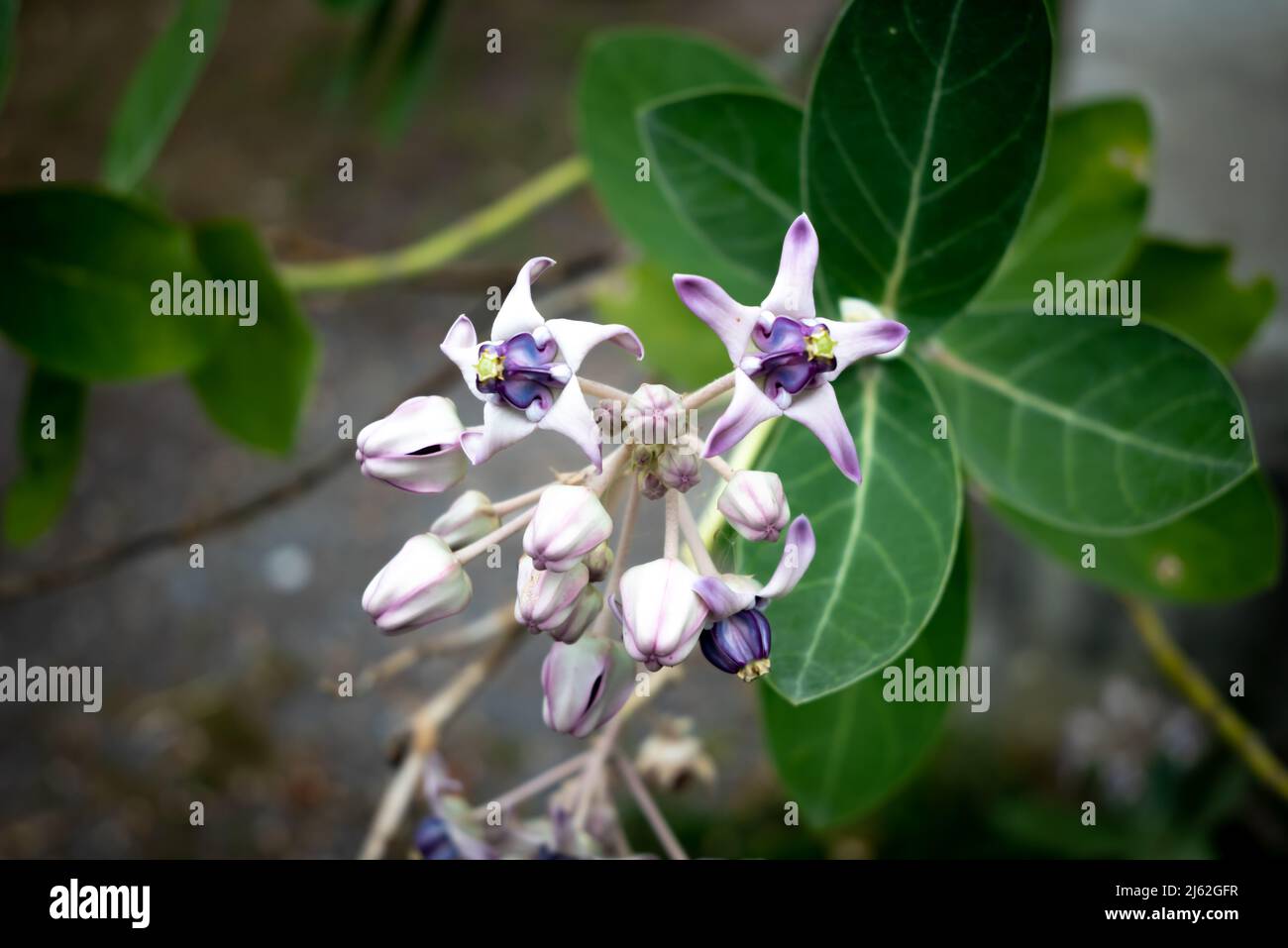 Crown flower is well known in Thailand. Buddhist Thai people always ...