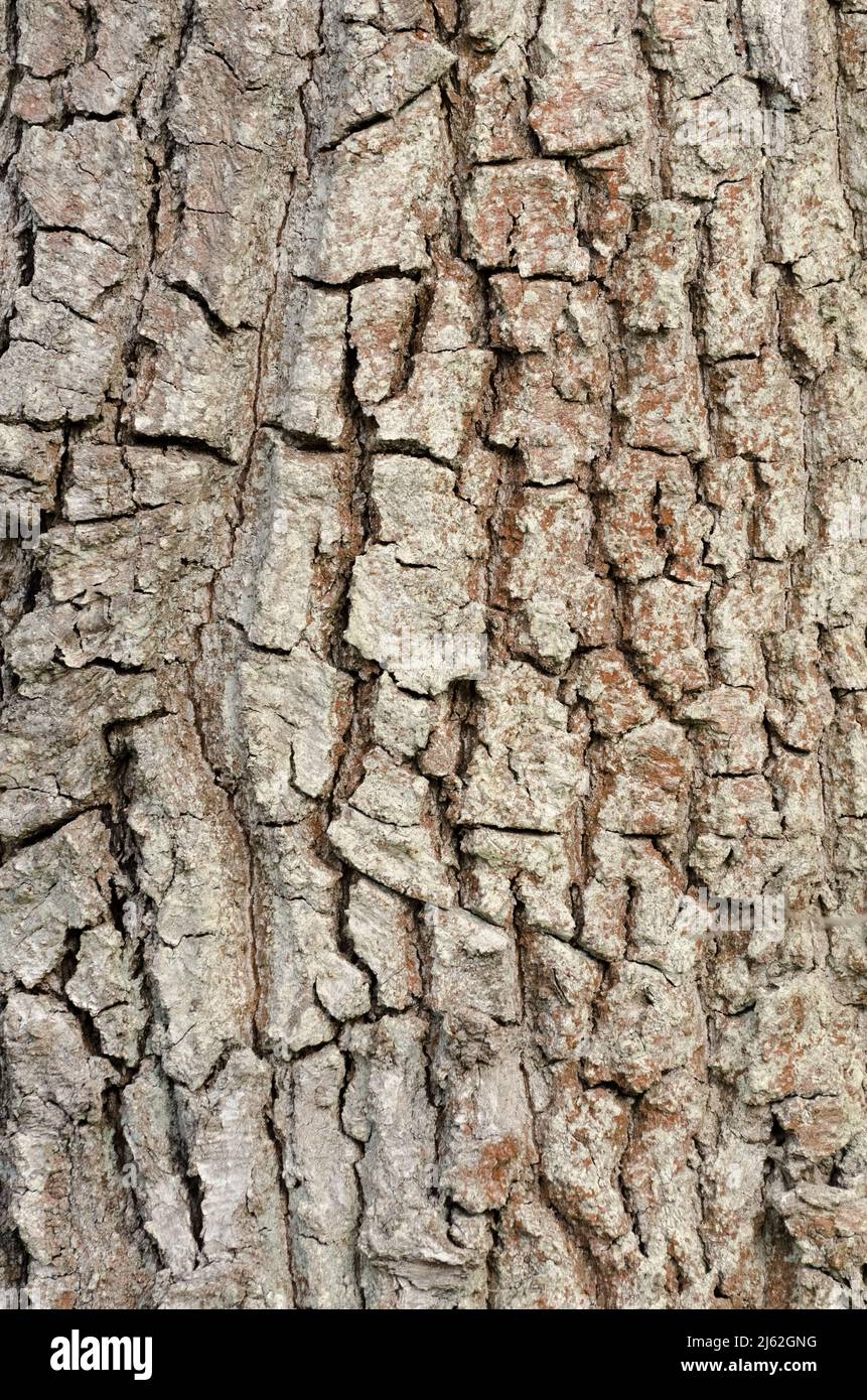Oak tree texture hi-res stock photography and images - Alamy