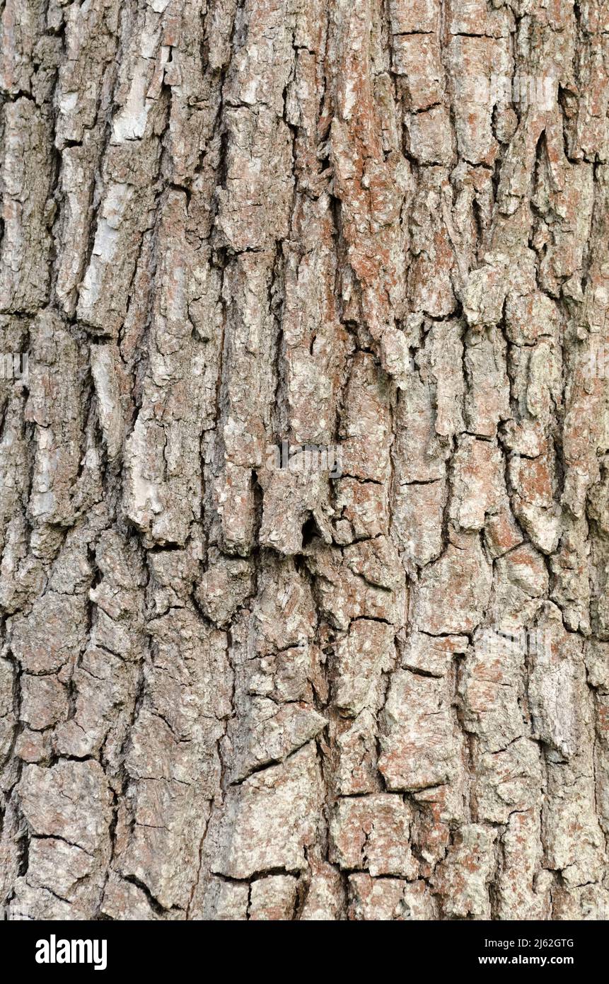 Bark of an oak tree (Quercus) with cracks and abstract patterns ...