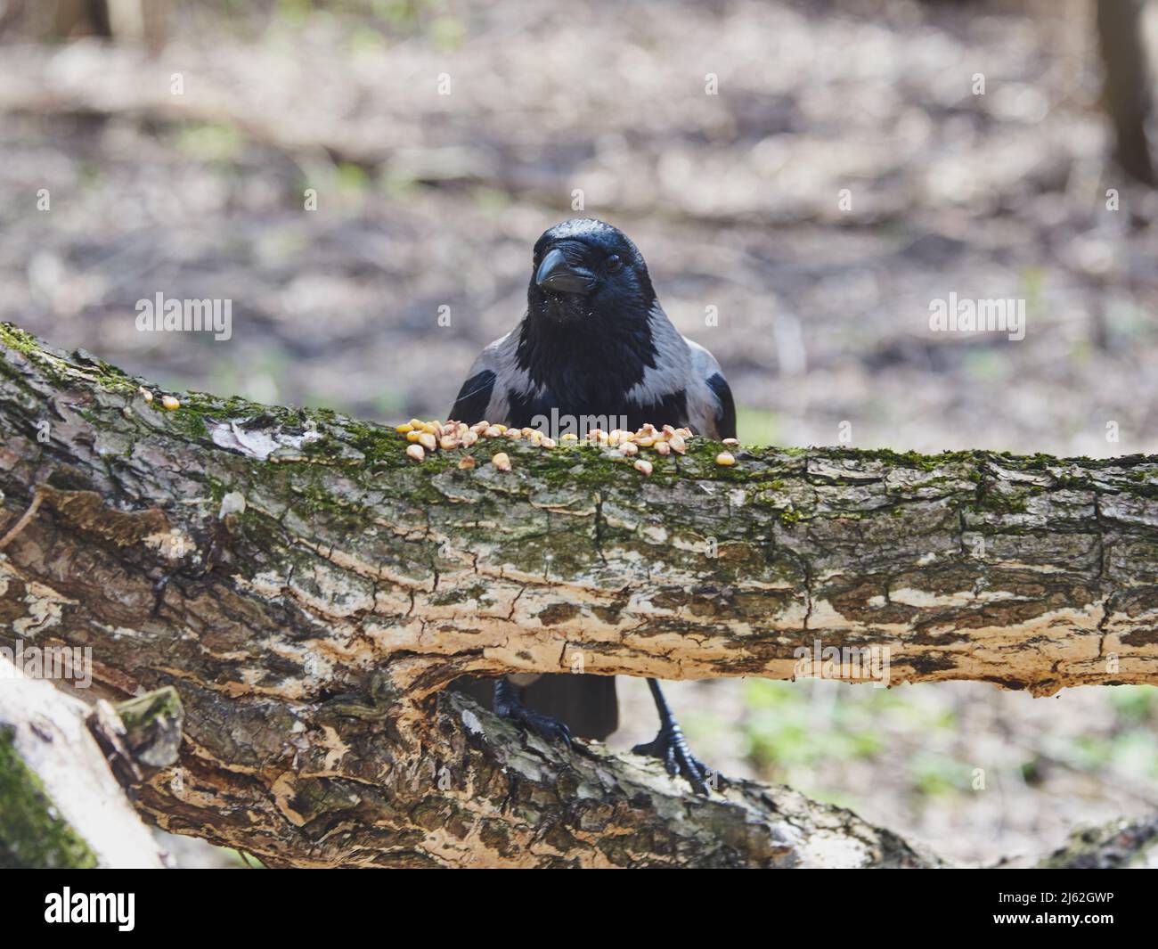 An ordinary crow sits on a tree branch and eats corn grains Stock Photo ...