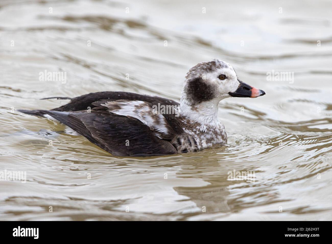 Immature Male Long-tailed Duck (Clangula hyemalis) - Grand Bend ...