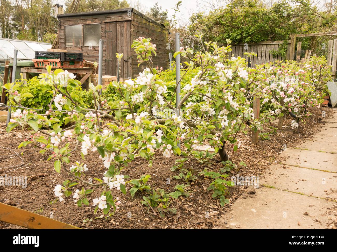 Stepover apple blossom hi-res stock photography and images - Alamy