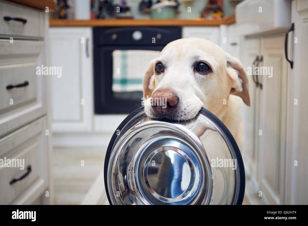 Hungry dog with sad eyes is waiting for feeding at kitchen. Cute ...