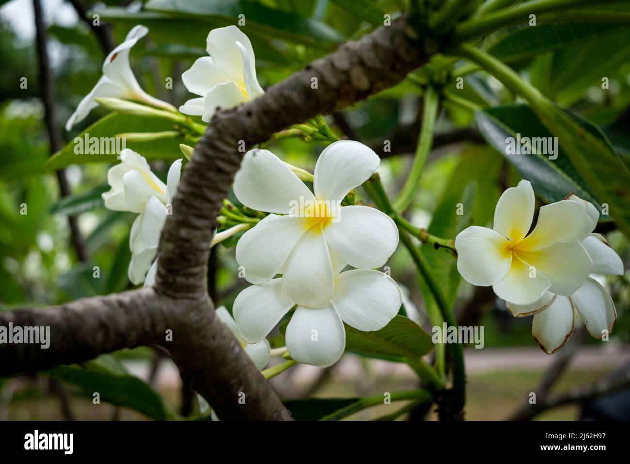 Plumeria is endemic trees of Mexico and Thailand and National flower of ...