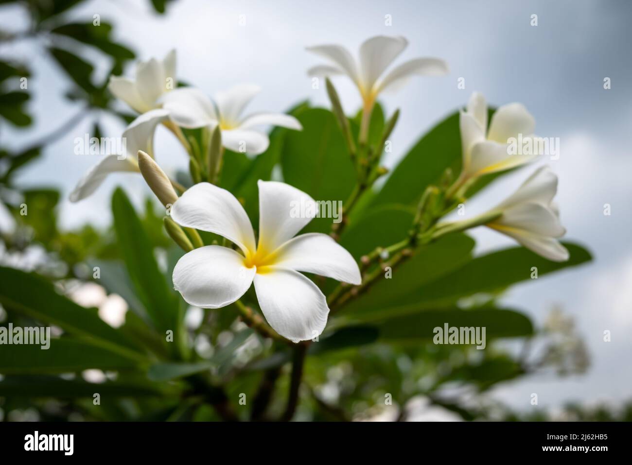 Plumeria is endemic trees of Mexico and Thailand and National flower of ...