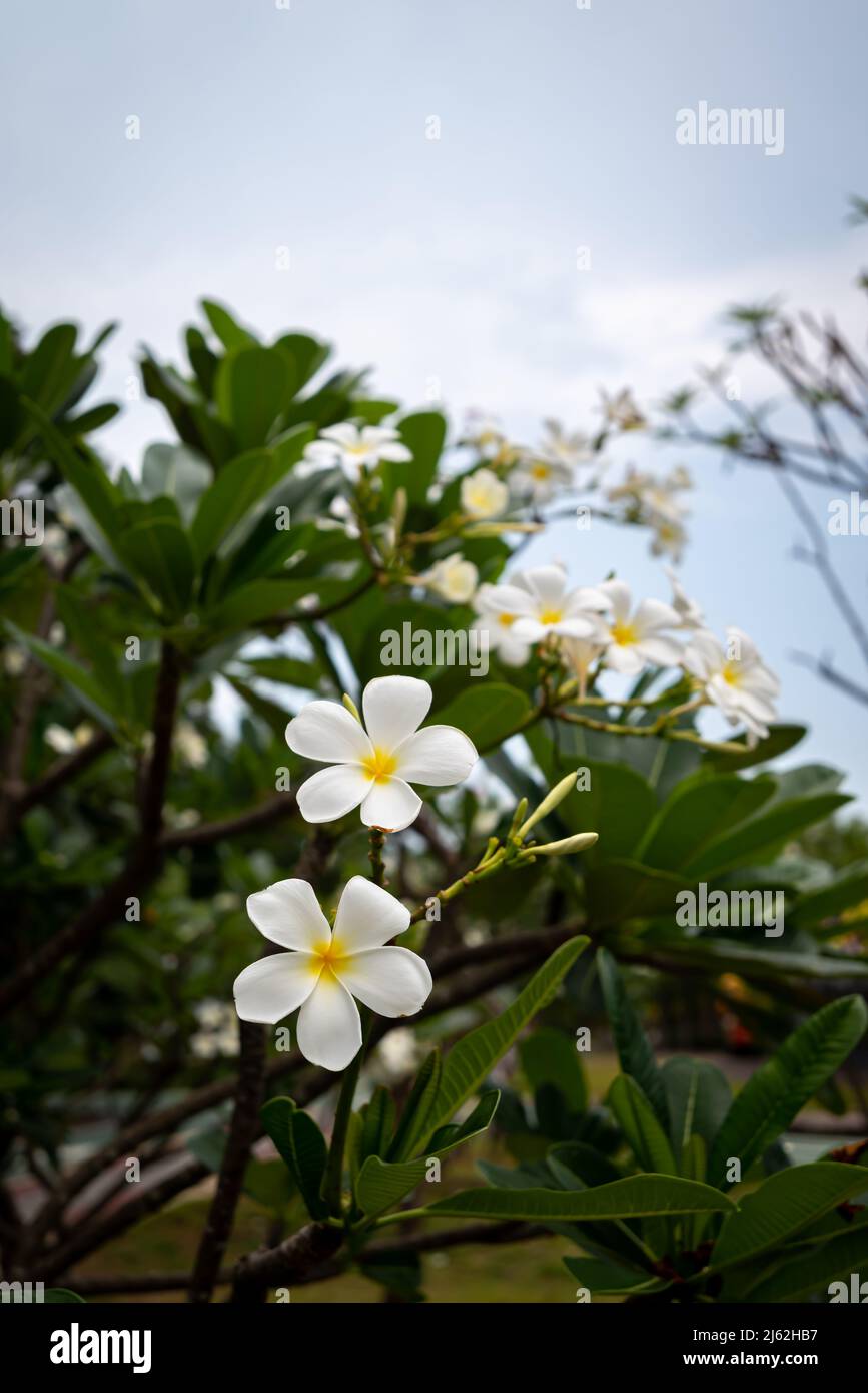 Plumeria is endemic trees of Mexico and Thailand and National flower of ...