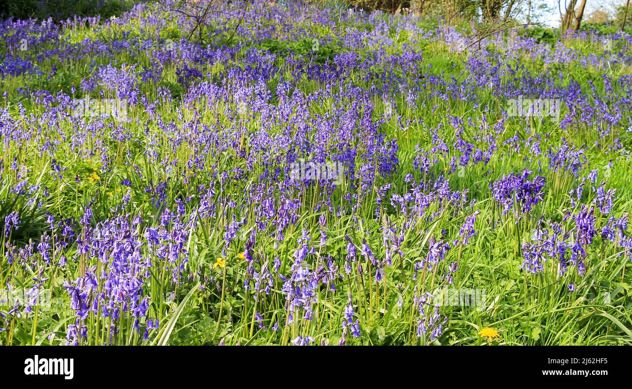 Bluebells or Blue Bells covering woodland floor in Spring Stock Photo ...